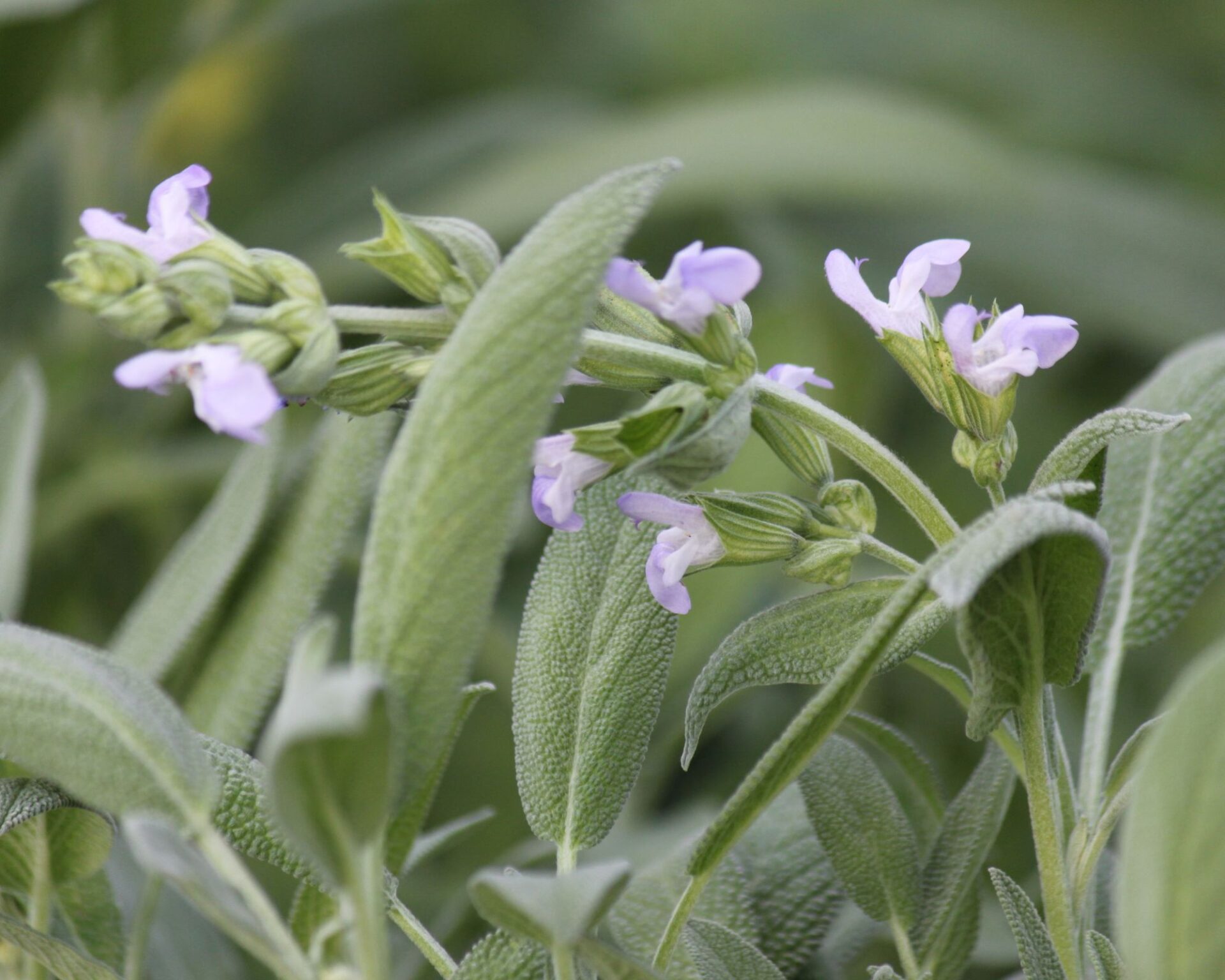 Sage Properties, Magickal Correspondences and Uses - Naturally Modern Witch