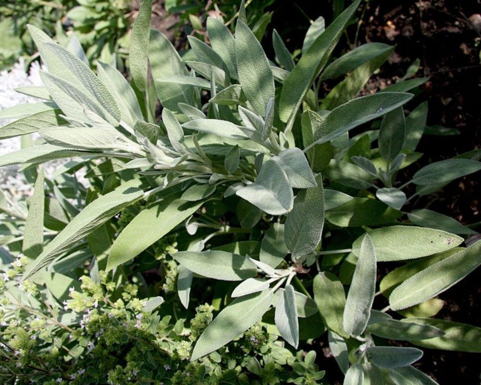 Sage Properties, Magickal Correspondences and Uses - Naturally Modern Witch