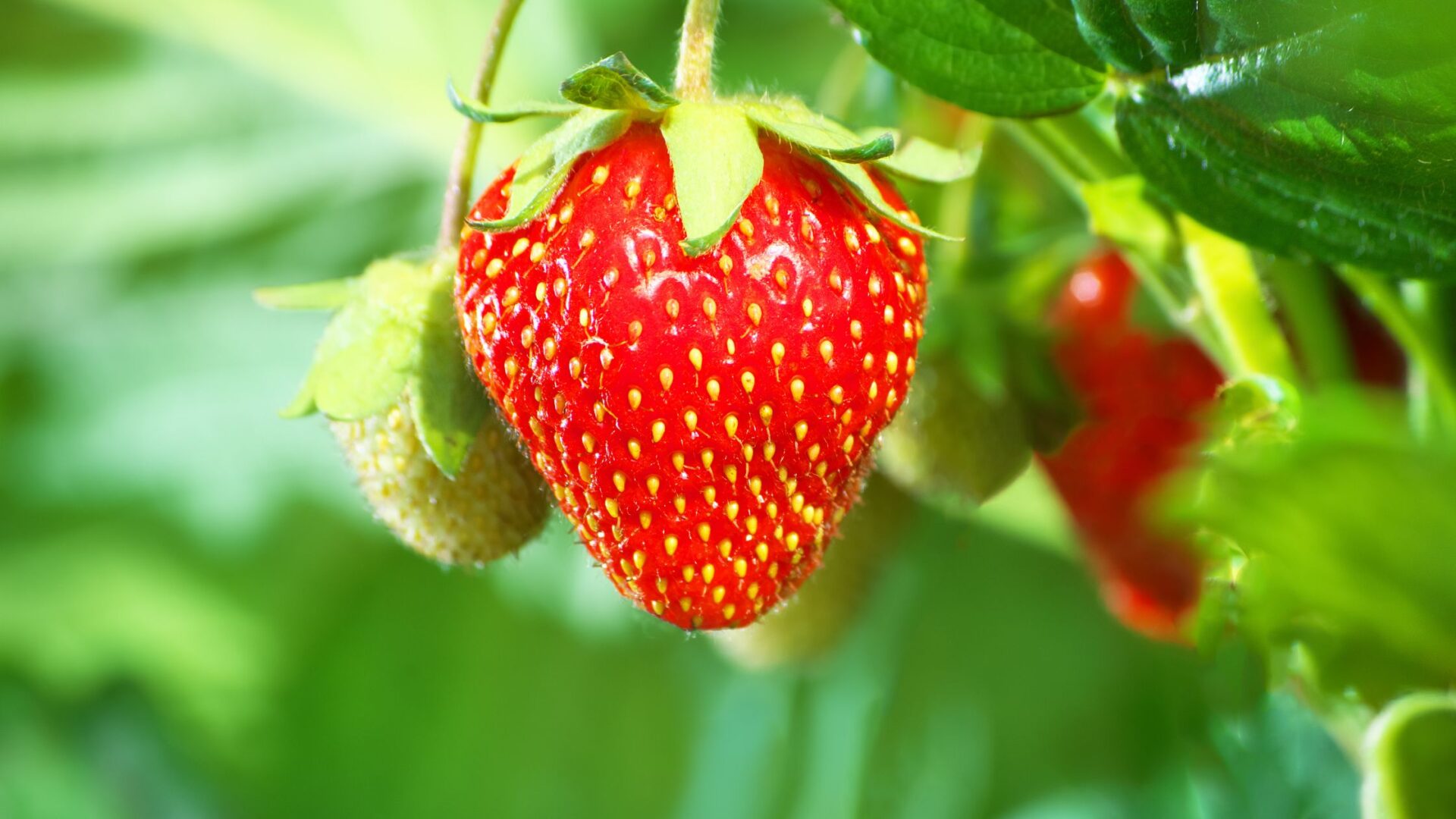 The Strawberry Moon | Witchy Ways to Celebrate the Full Moon ...